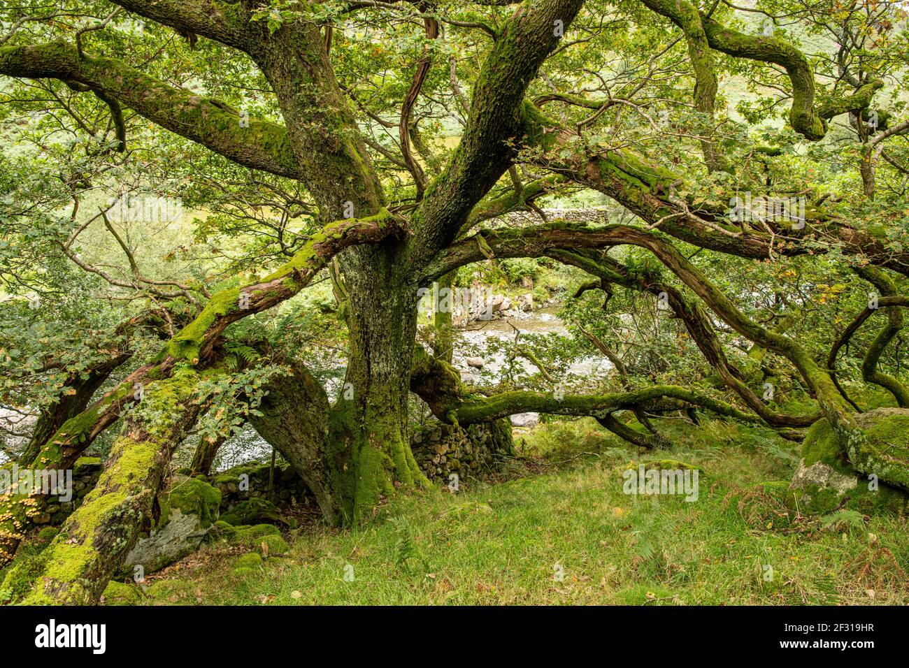 Riverside oak hi-res stock photography and images - Alamy