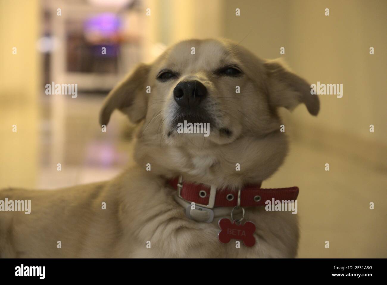 A Dog with an intense look Stock Photo - Alamy