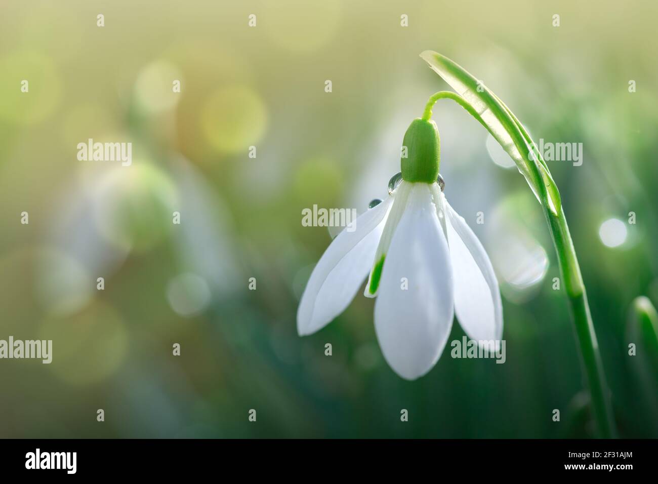 Spring snowdrops macro hi-res stock photography and images - Alamy