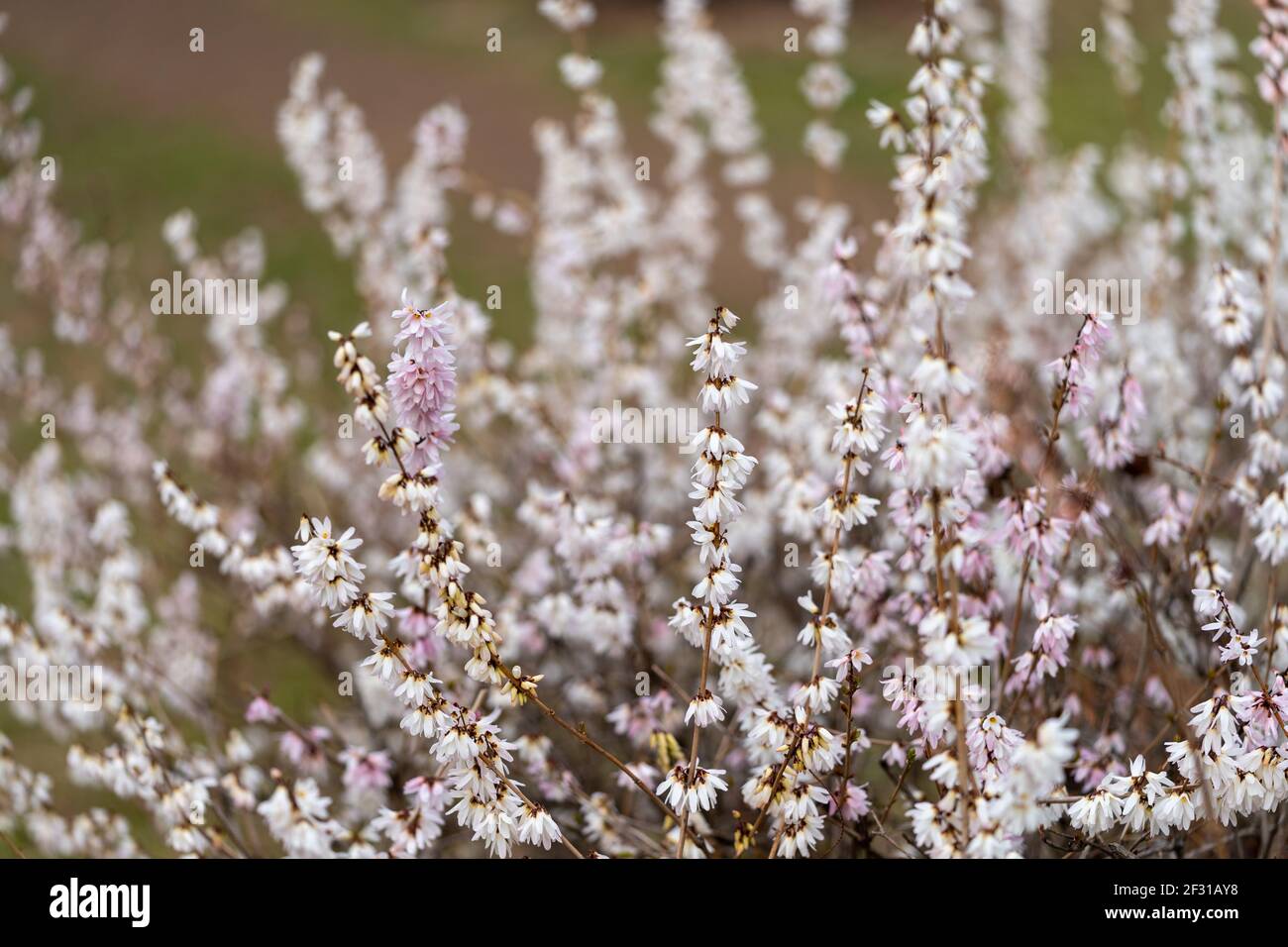 It's a warm spring day, so I went to a nearby park to find and take ...