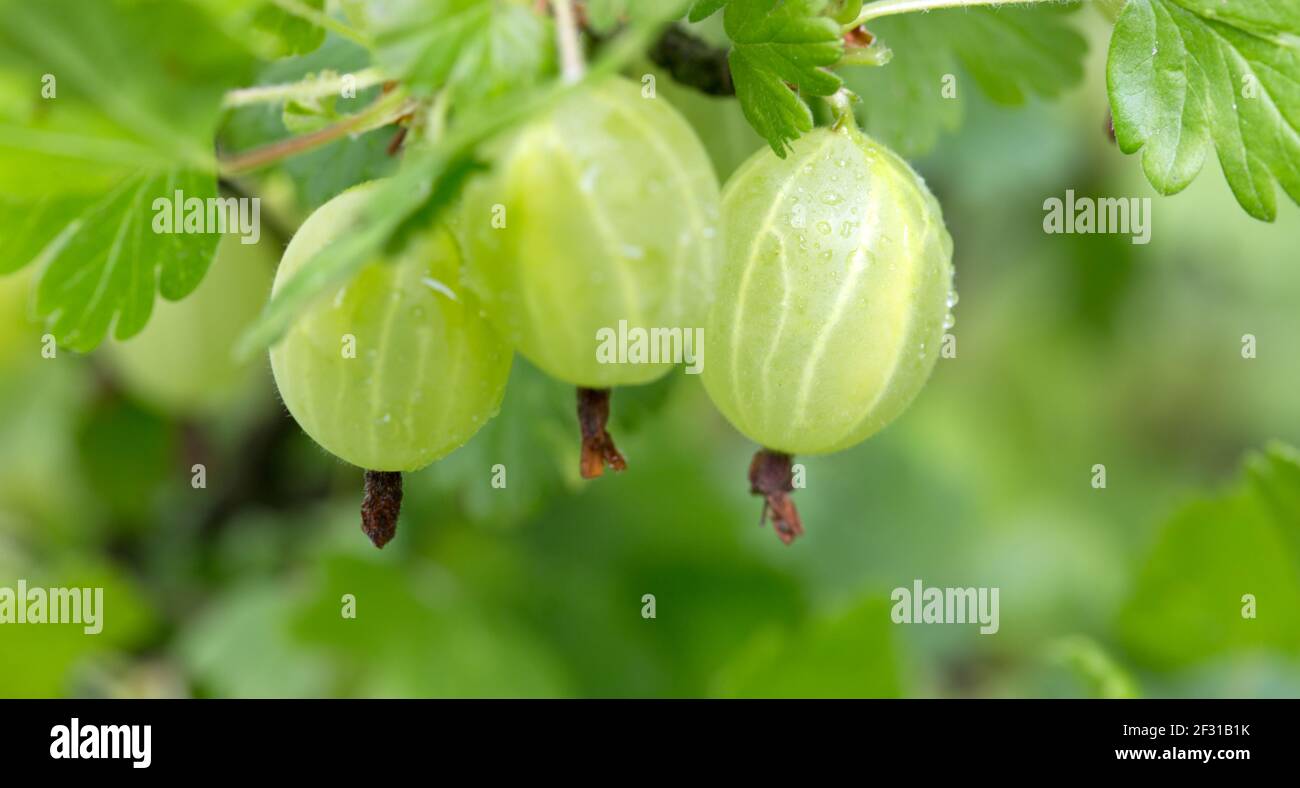Green gooseberries bush leaf hi-res stock photography and images - Alamy