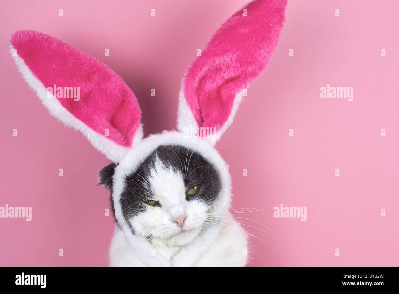 Funny serious cat with rabbit ears on a pink background Stock Photo - Alamy