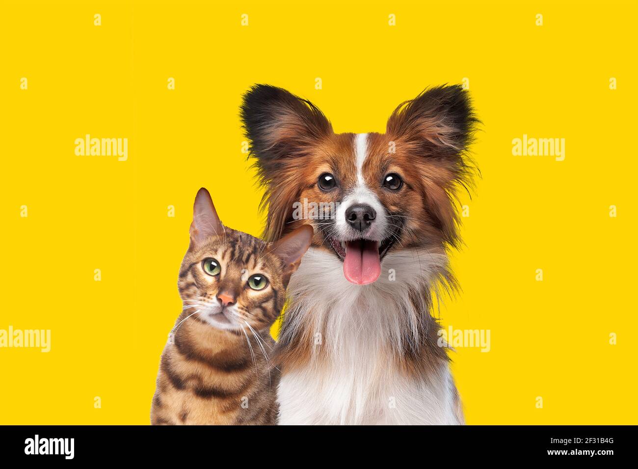 Portrait cat dog hi-res stock photography and images - Alamy