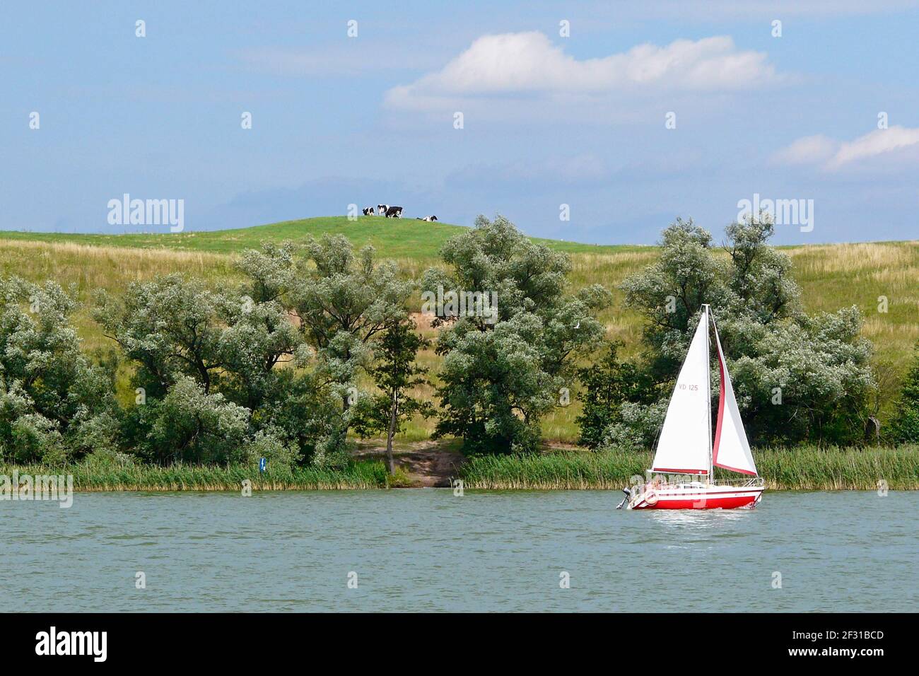 Lakeside with cows and Yacht in Masuria in Poland Stock Photo - Alamy