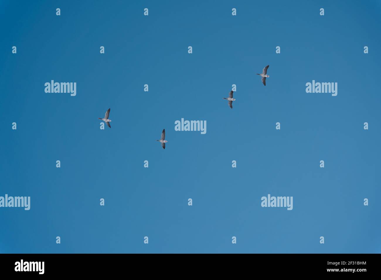 A beautiful view of a group of birds soaring high in the clear blue sky ...