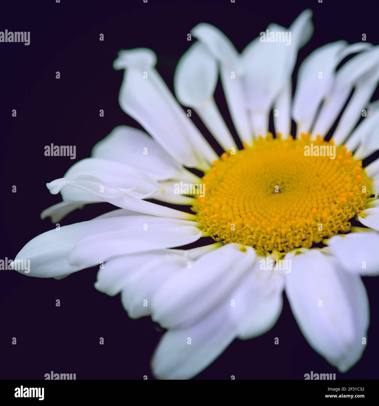 Daisy gray hi-res stock photography and images - Alamy