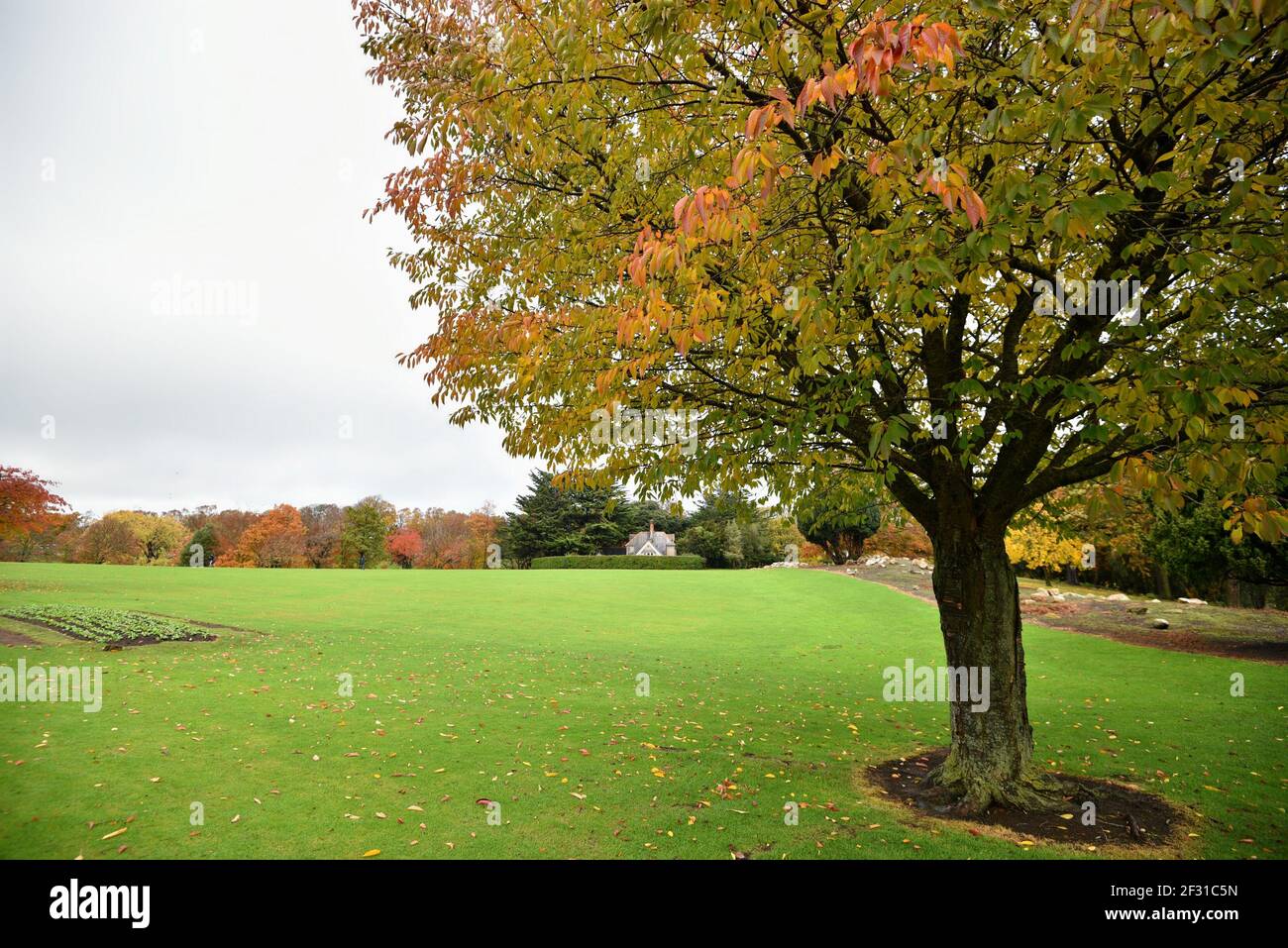 Phoenix Park autumn landscape in Dublin, Ireland Stock Photo - Alamy