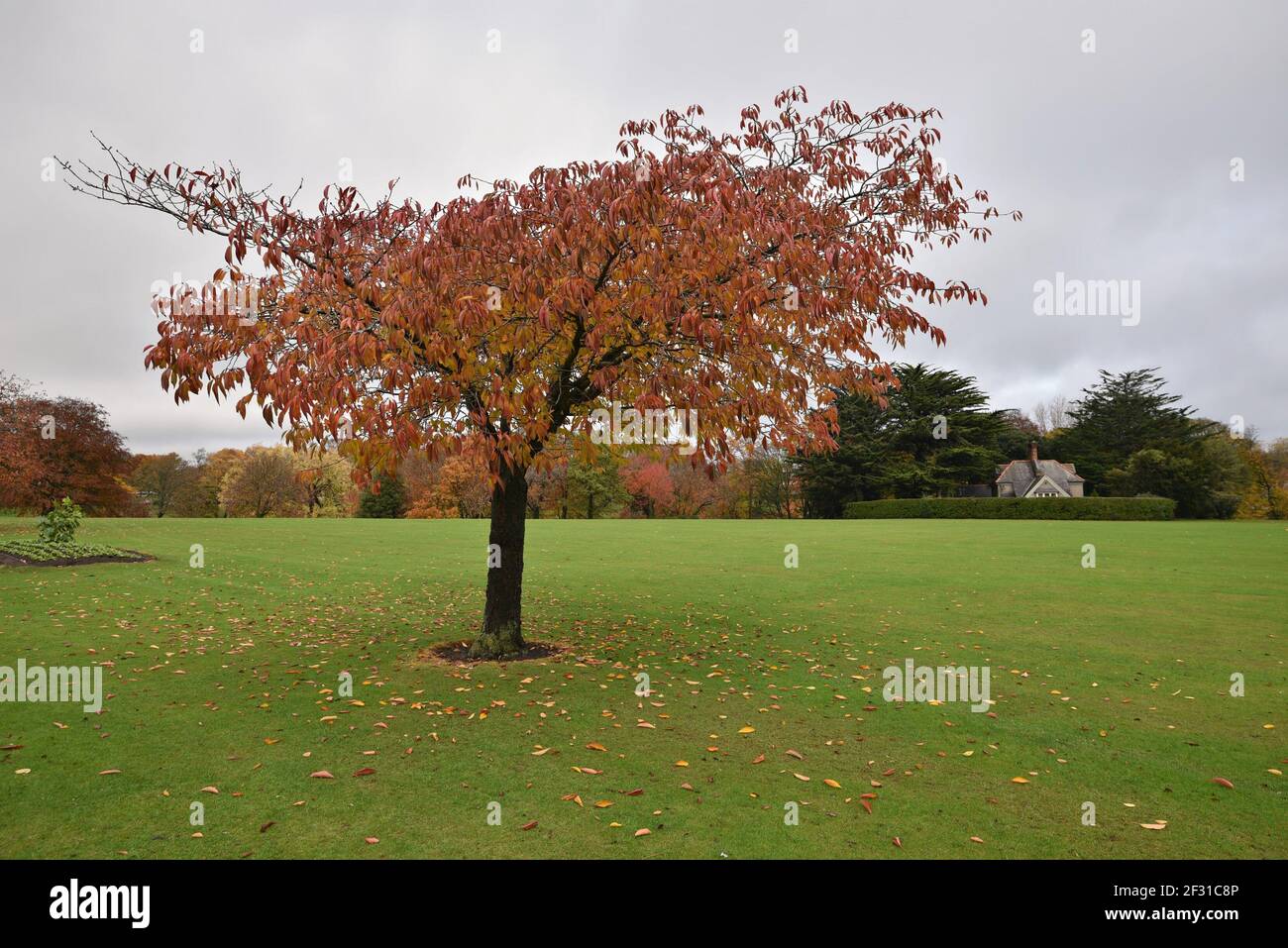 Phoenix Park autumn landscape in Dublin, Ireland Stock Photo - Alamy