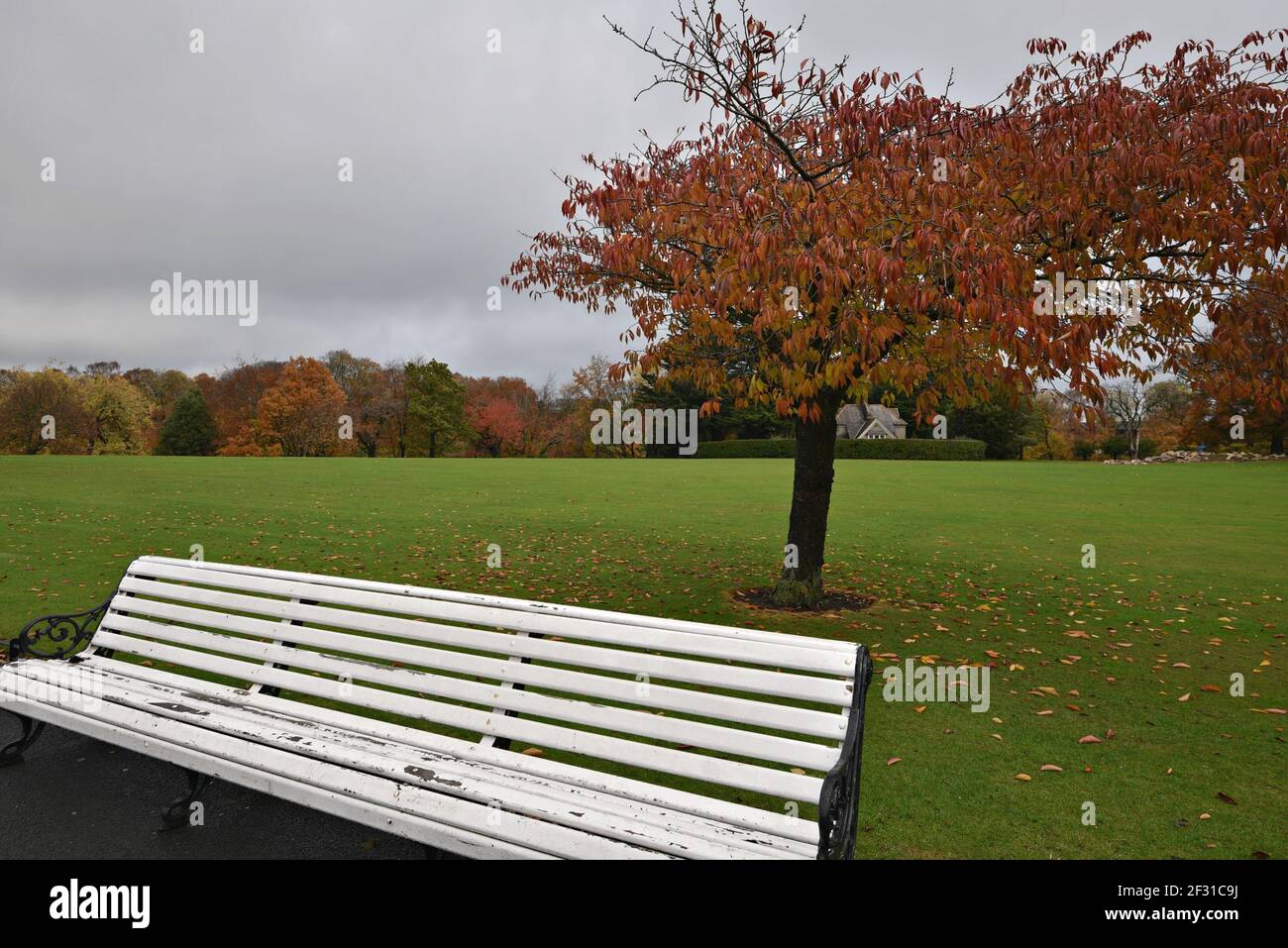 Phoenix Park autumn landscape in Dublin, Ireland Stock Photo - Alamy