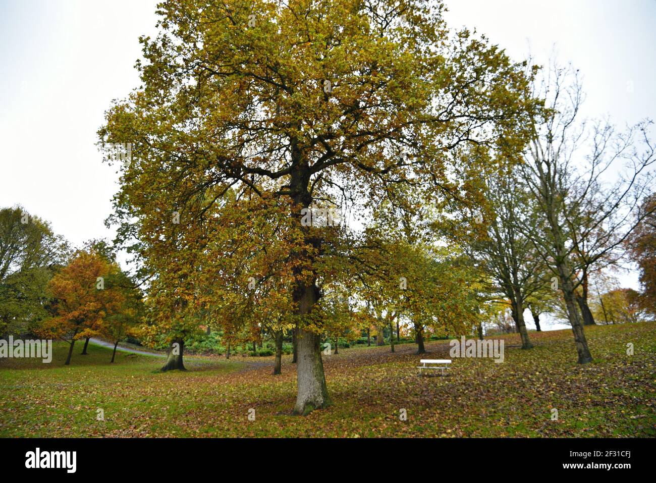 Phoenix Park autumn landscape in Dublin, Ireland Stock Photo - Alamy