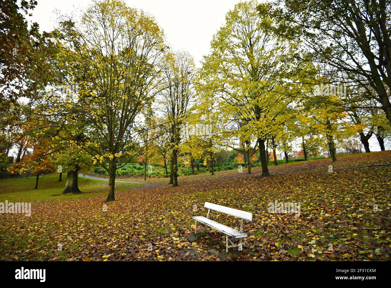Phoenix Park autumn landscape in Dublin, Ireland Stock Photo - Alamy