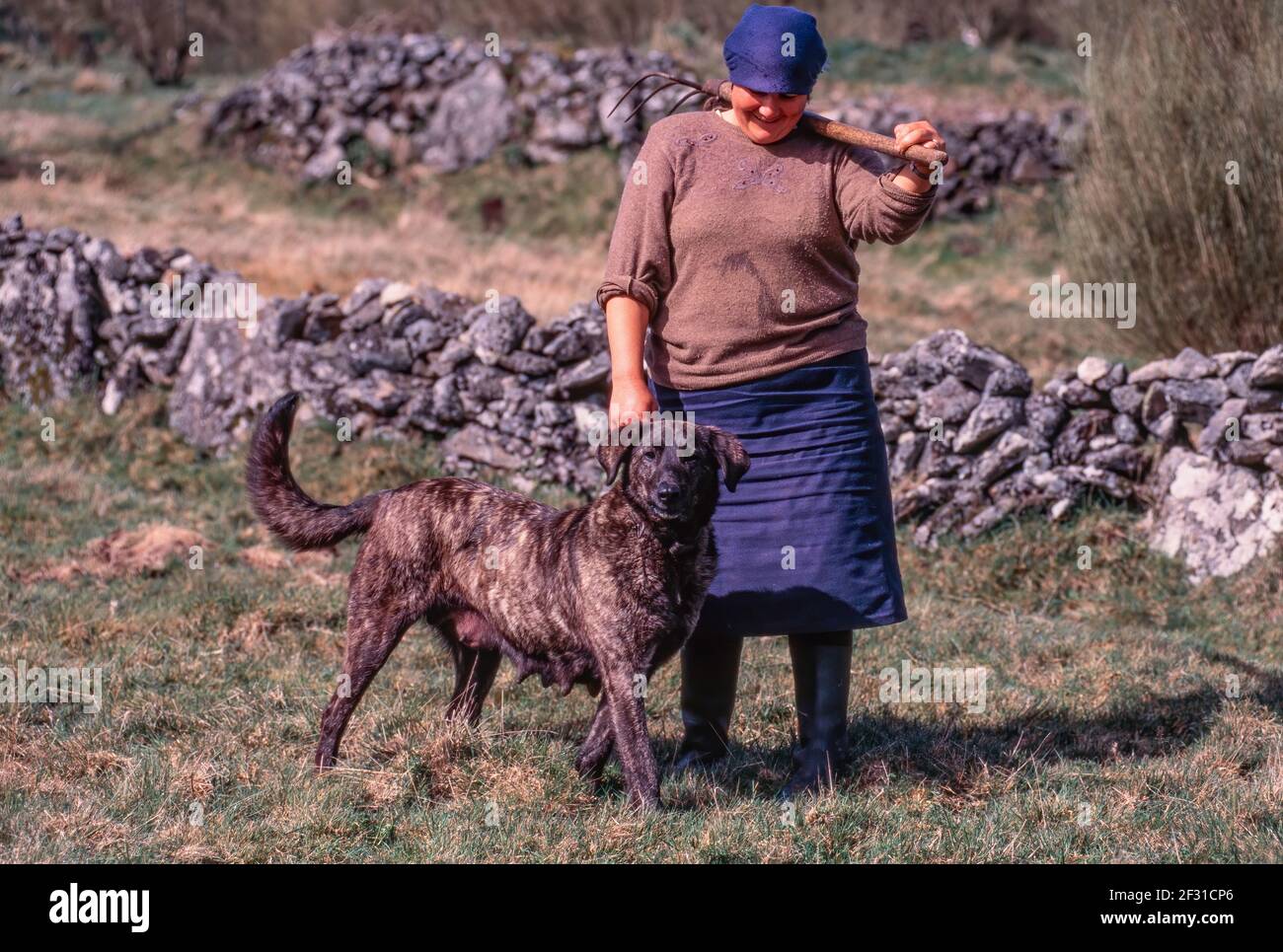 Guardian Dogs High Resolution Stock Photography and Images - Alamy