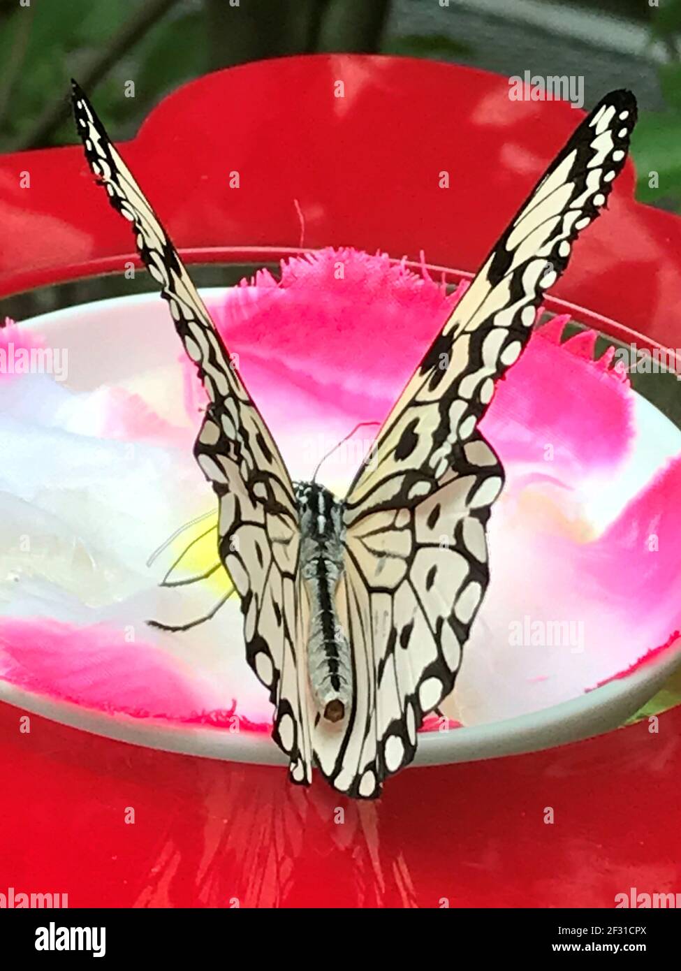 Butterflies of japan hi-res stock photography and images - Alamy