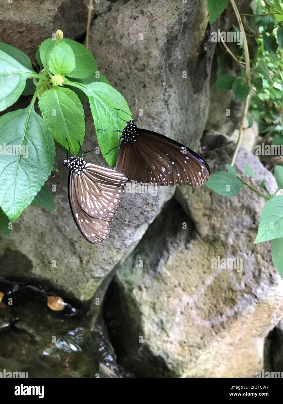 Butterflies of japan hi-res stock photography and images - Alamy