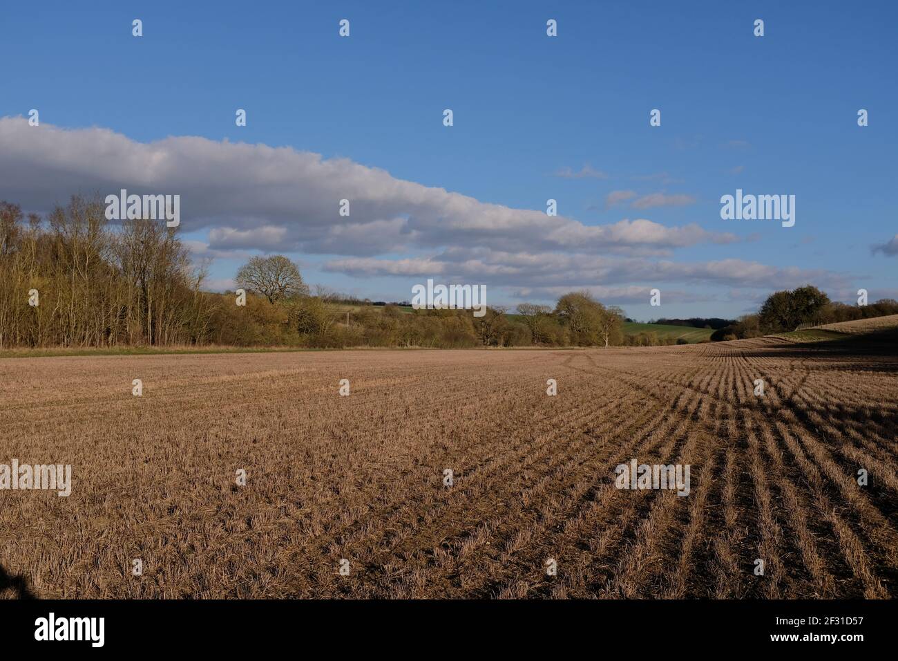 wide open sky view of large field in Newport Essex waiting for crop to ...