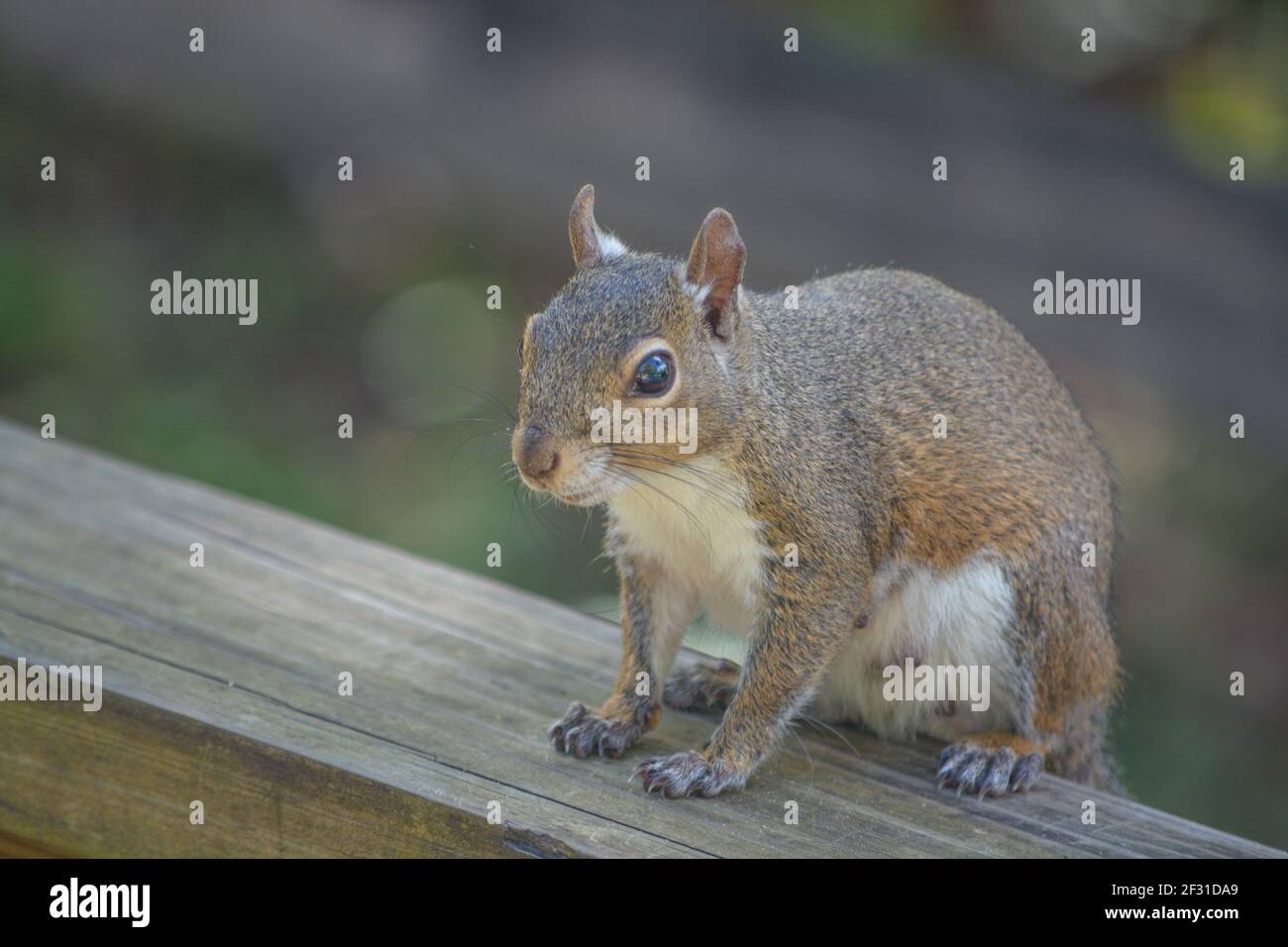 A friendly Eastern Grey Squirrel at Wekiwa Springs State Park. In ...