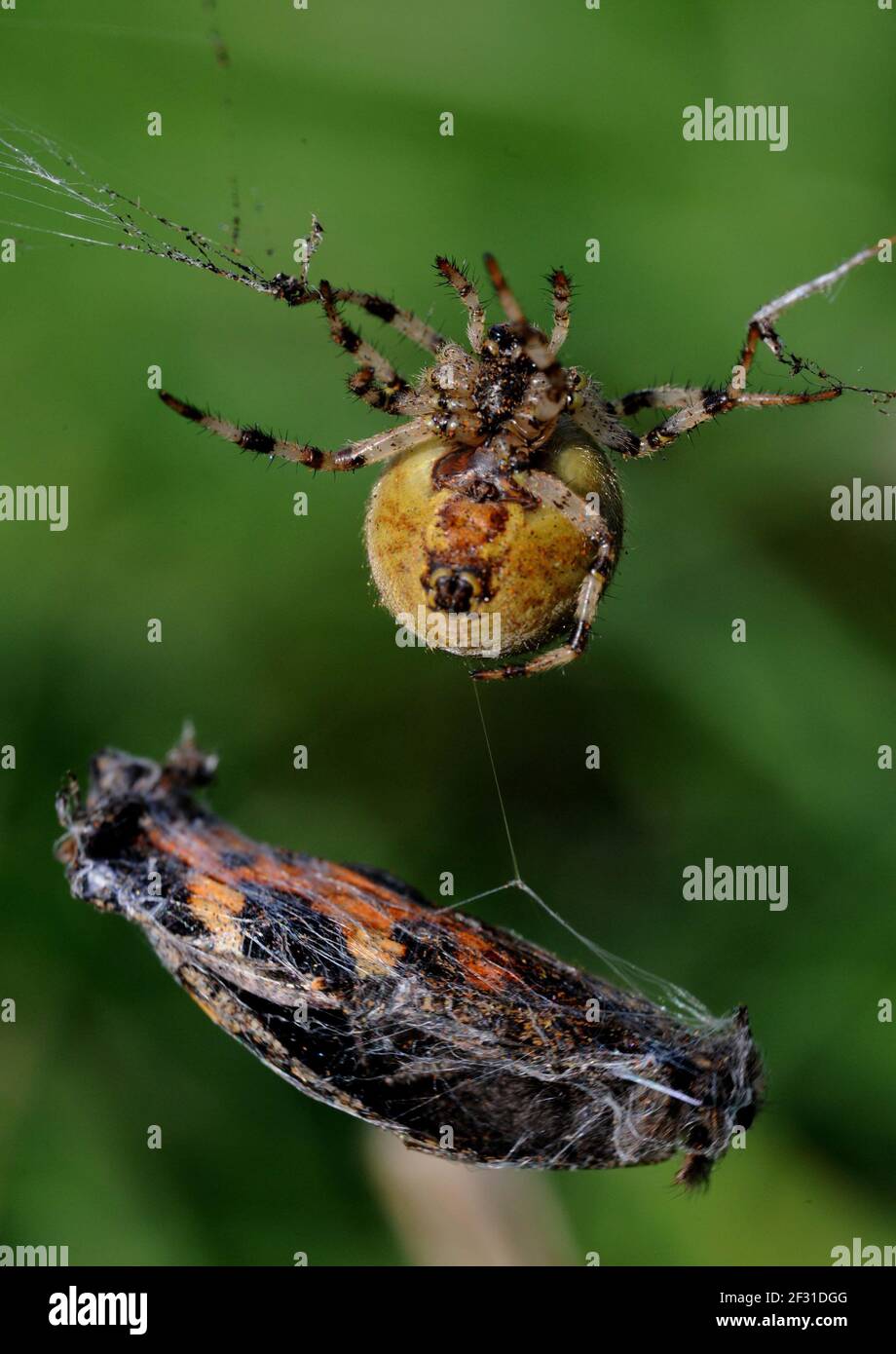A spider traps and wraps up a butterfly in England Stock Photo - Alamy