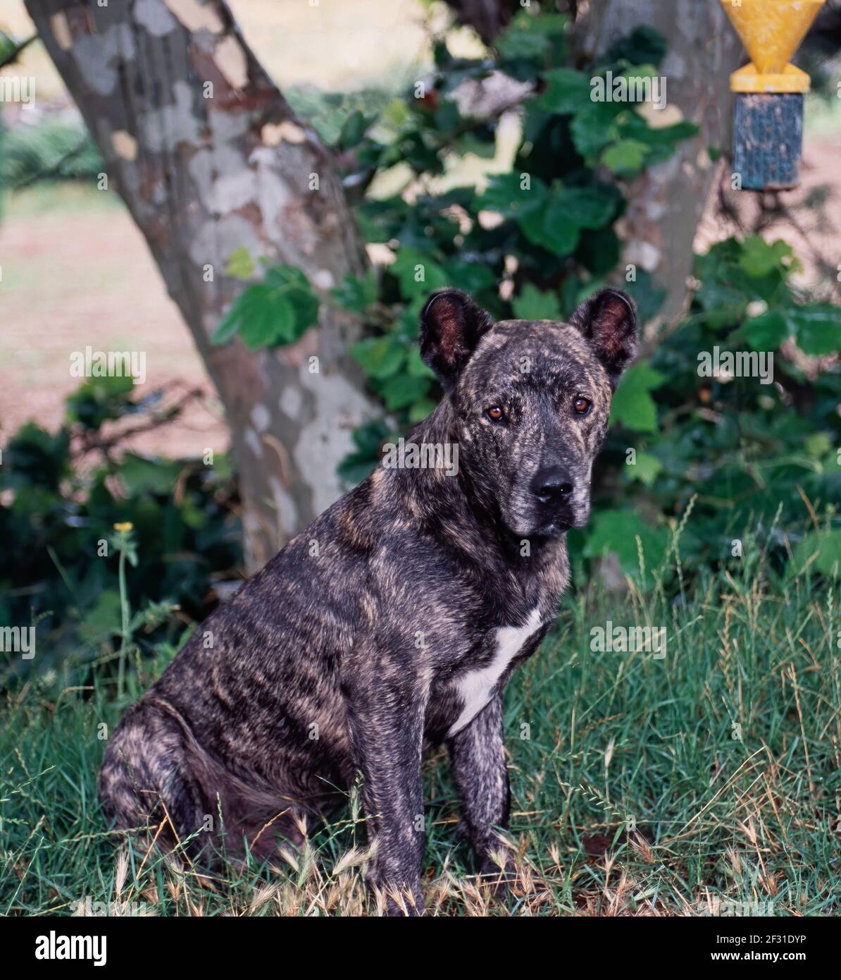 Terceira Cattle Dog High Resolution Stock Photography and Images - Alamy