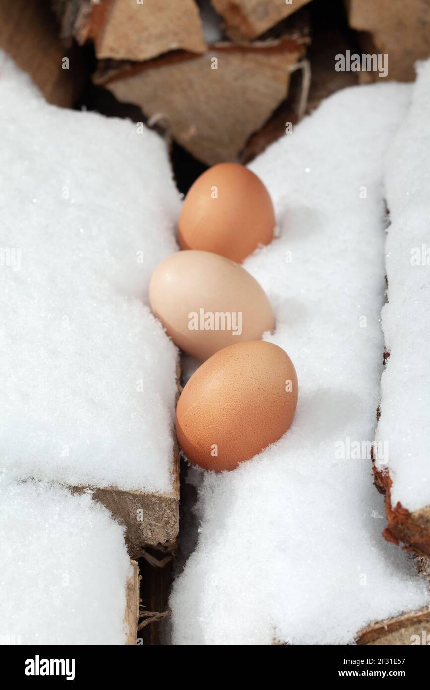 Chicken eggs in the snow. A modern composition about village life ...