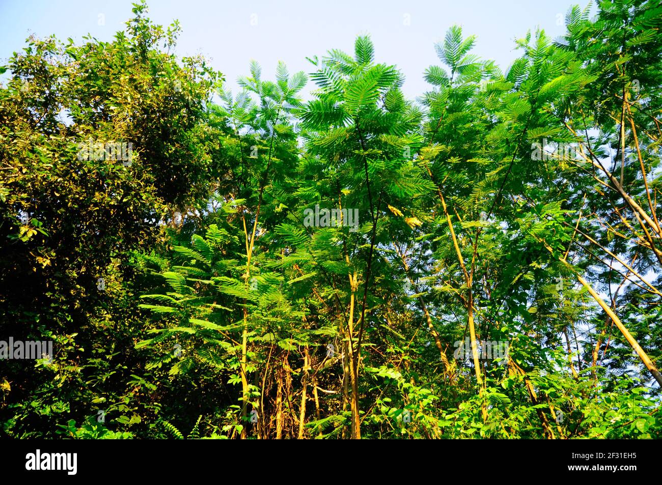 Tropical trees of Plume Albizia, Paraserianthes lophantha Stock Photo ...