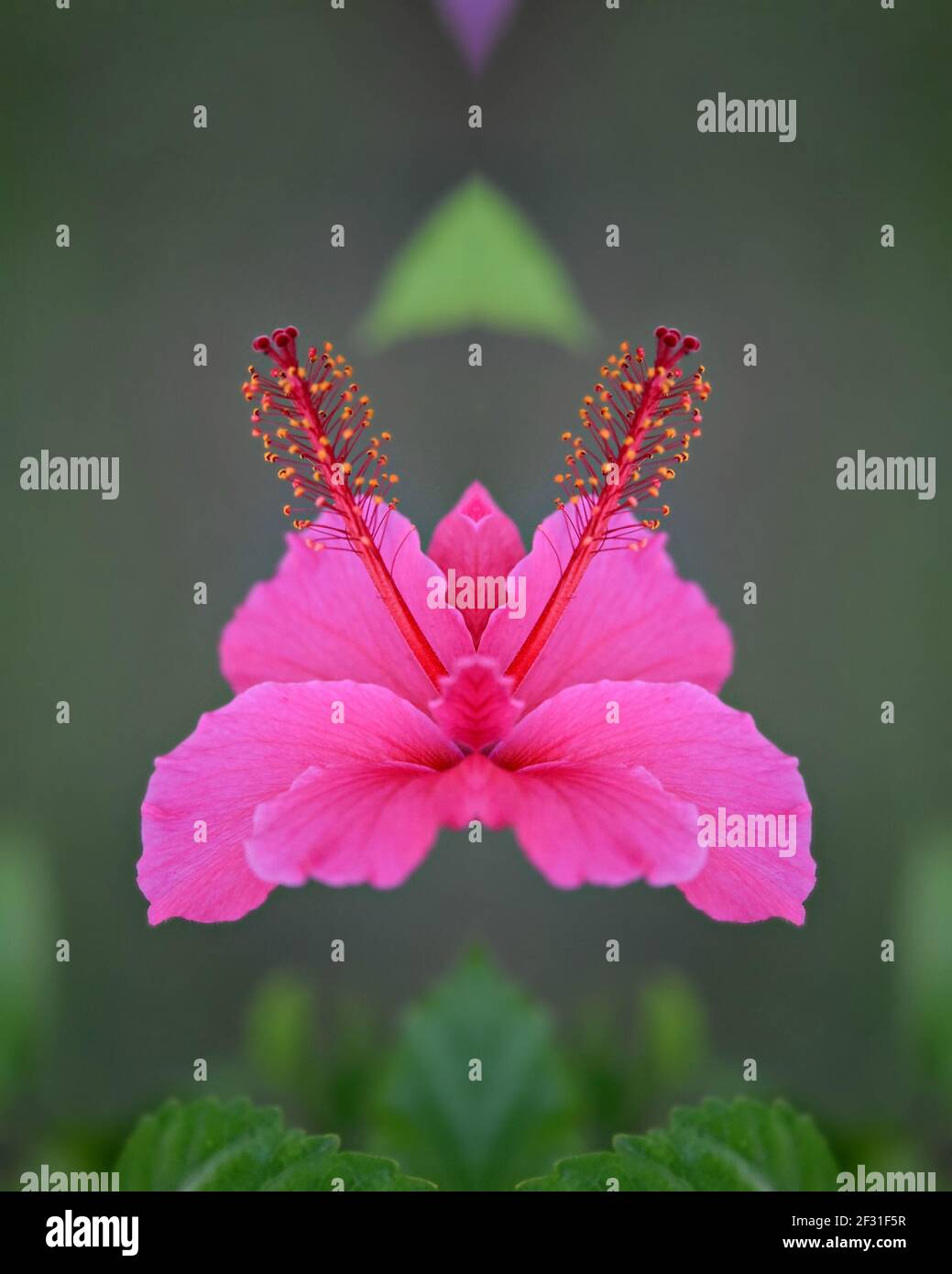 Hibiscus, a tropical trumpet-shaped ornamental plant with vibrant ...