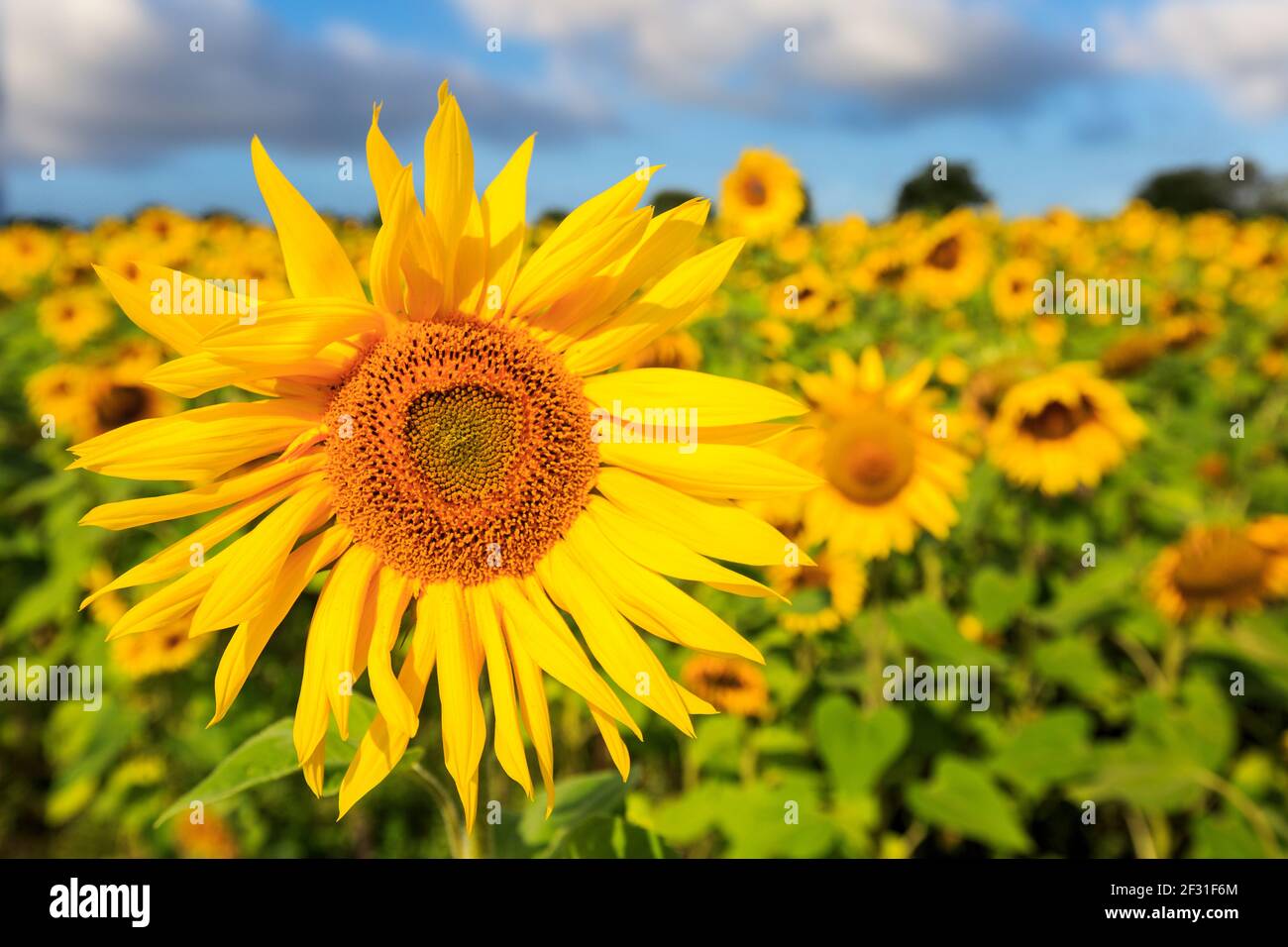 Sunflowers blue sky hi-res stock photography and images - Alamy