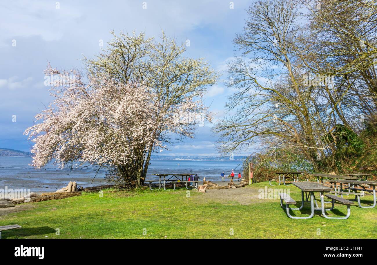 A view of a tree with white spring blossoms at Dash Point State Park in ...