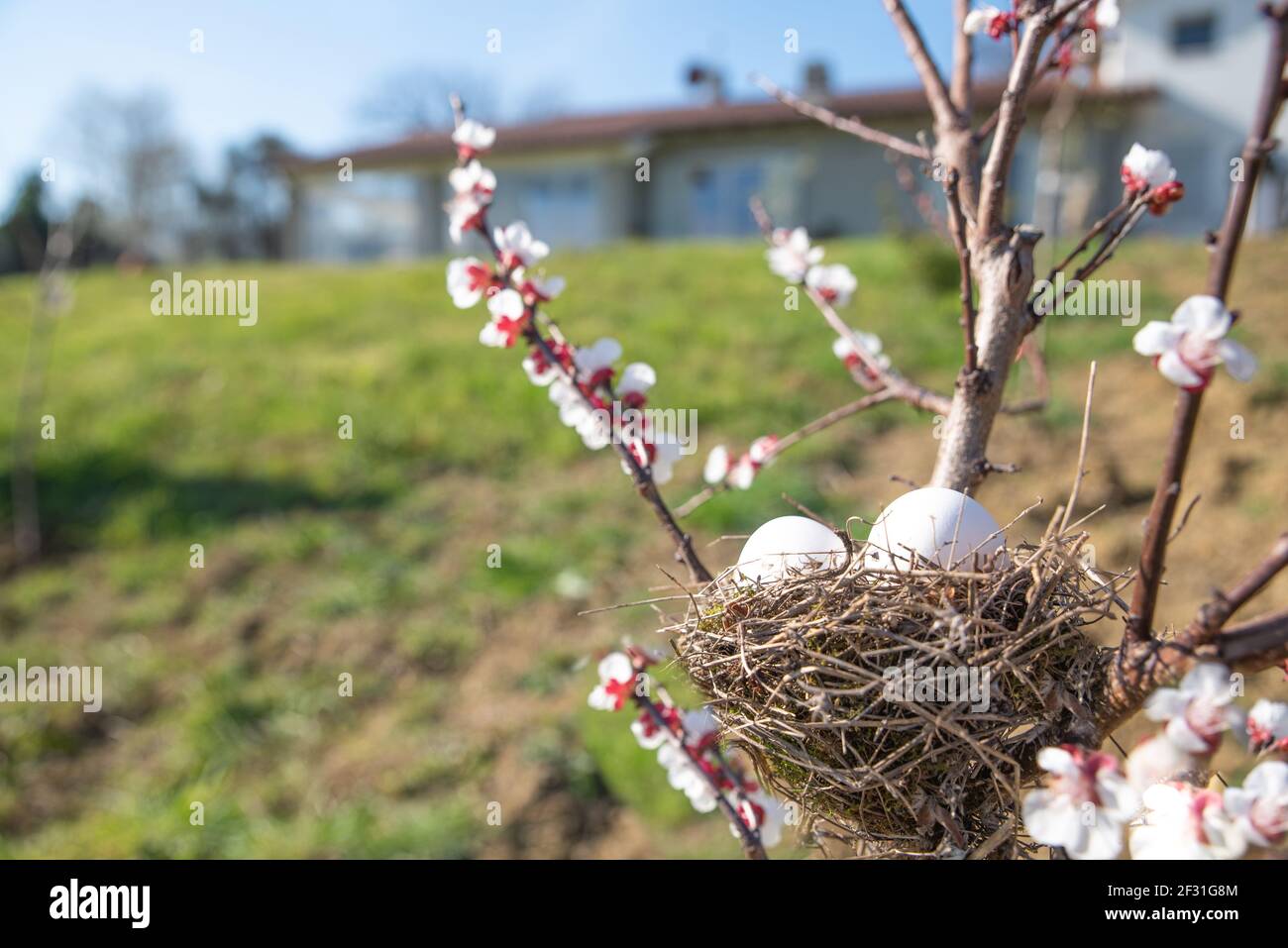 True nest with eggs among the flowering branches. Concept of Easter and ...