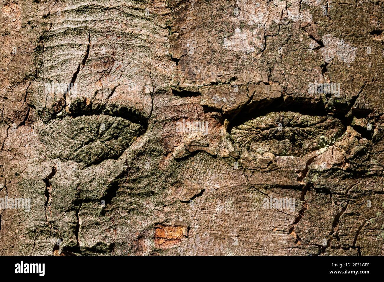 The Eyes Have It! Two, Elliptical Knot Scars on a Tree Trunk Resembling ...