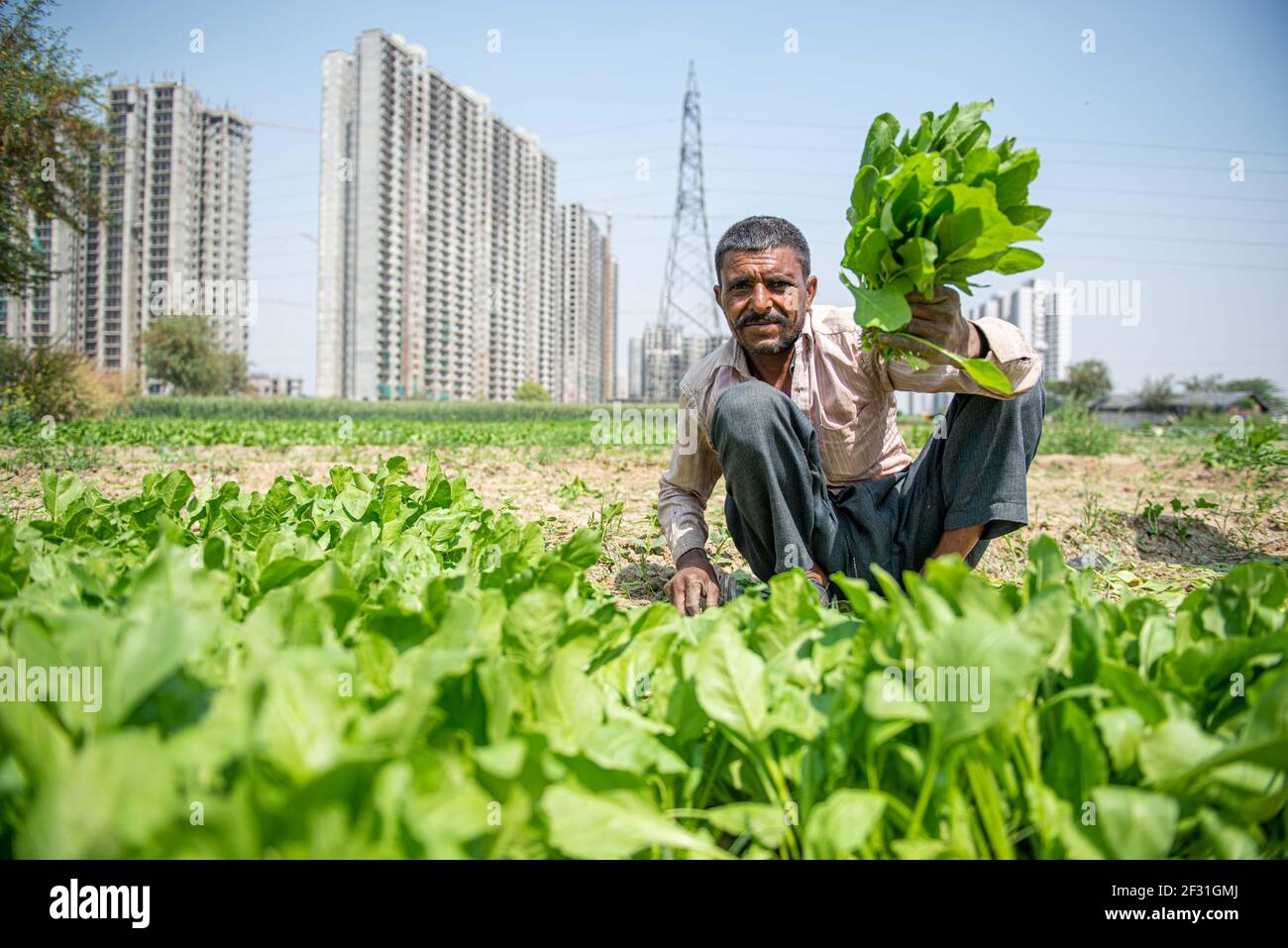 Dhan hi-res stock photography and images - Alamy