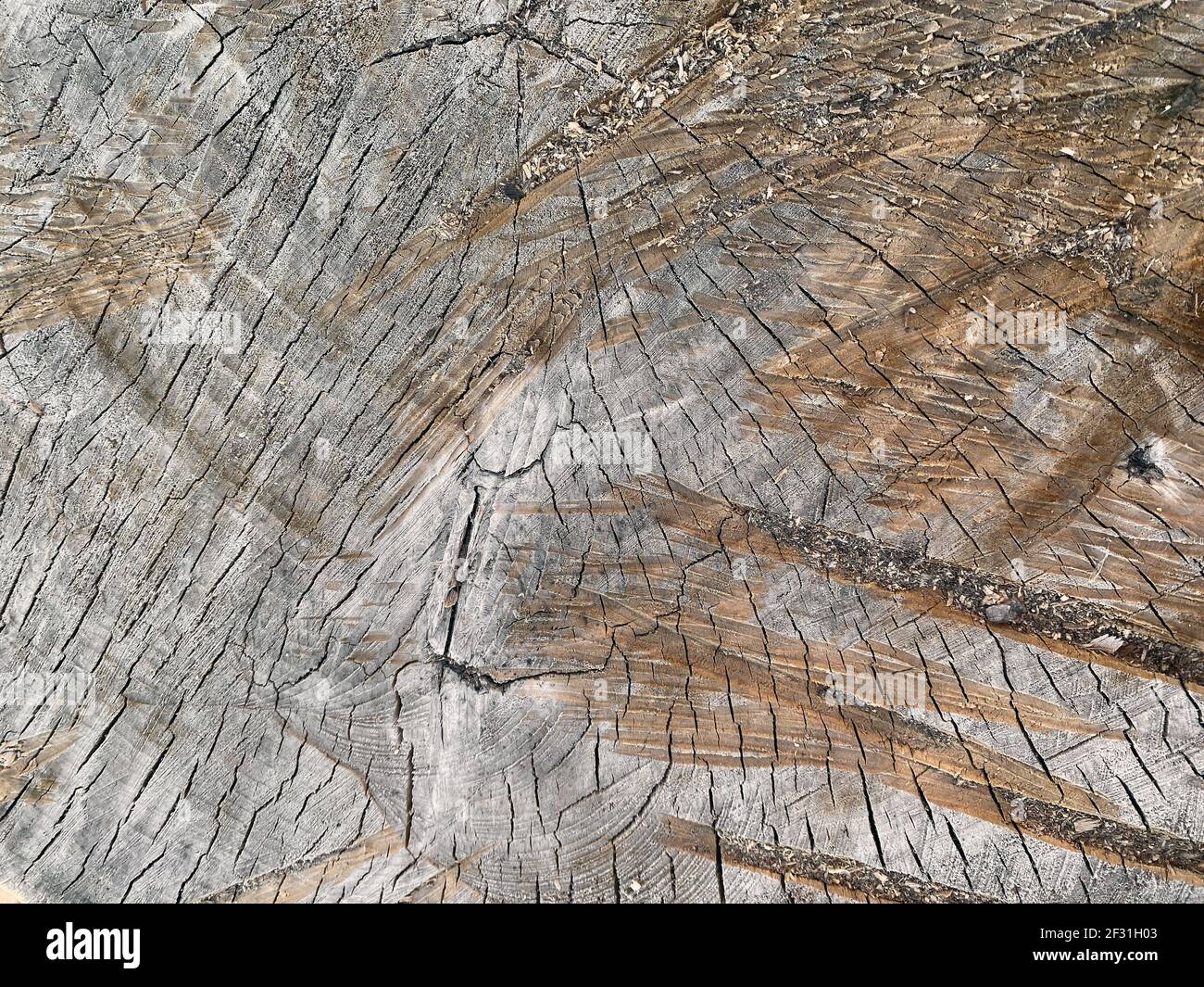 Closeup of a Cross section of tree trunk. Cross sectional image of tree ...
