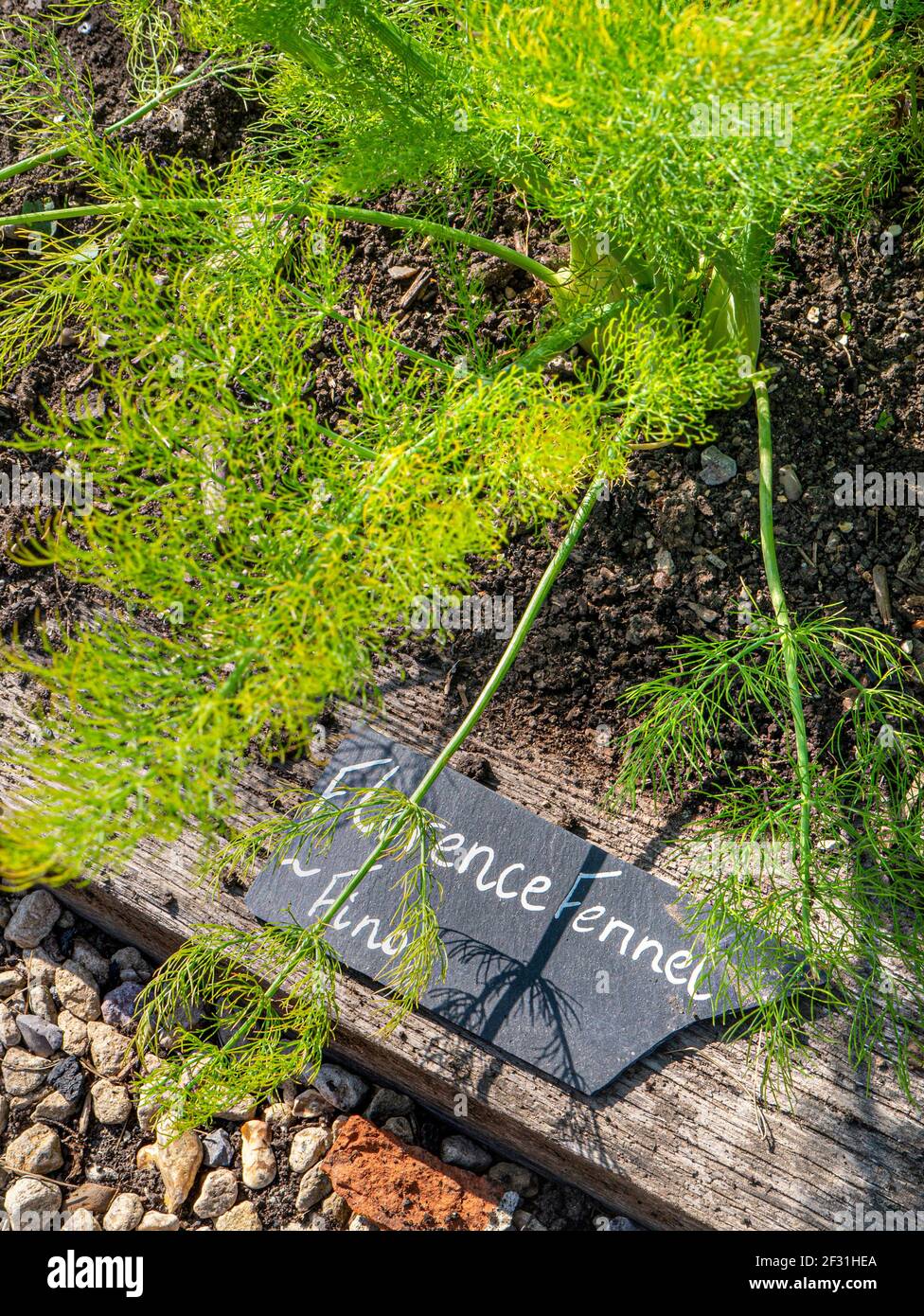 Florence Fennel Zefa Fino Foeniculum vulgare in a restaurant kitchen ...