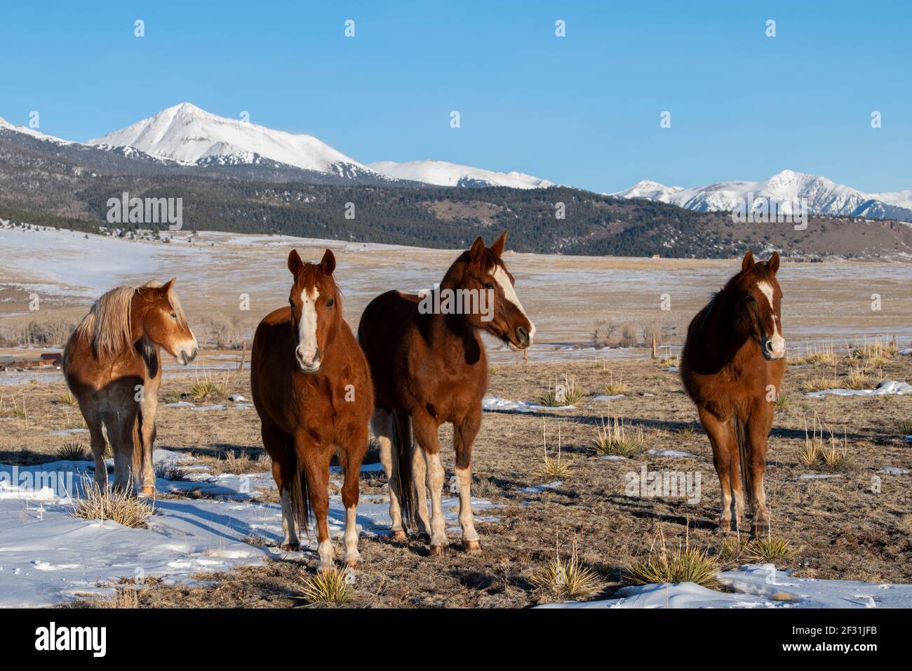 USA, Colorado, Custer County, Westcliffe, Music Meadows Ranch. Sorrel ...