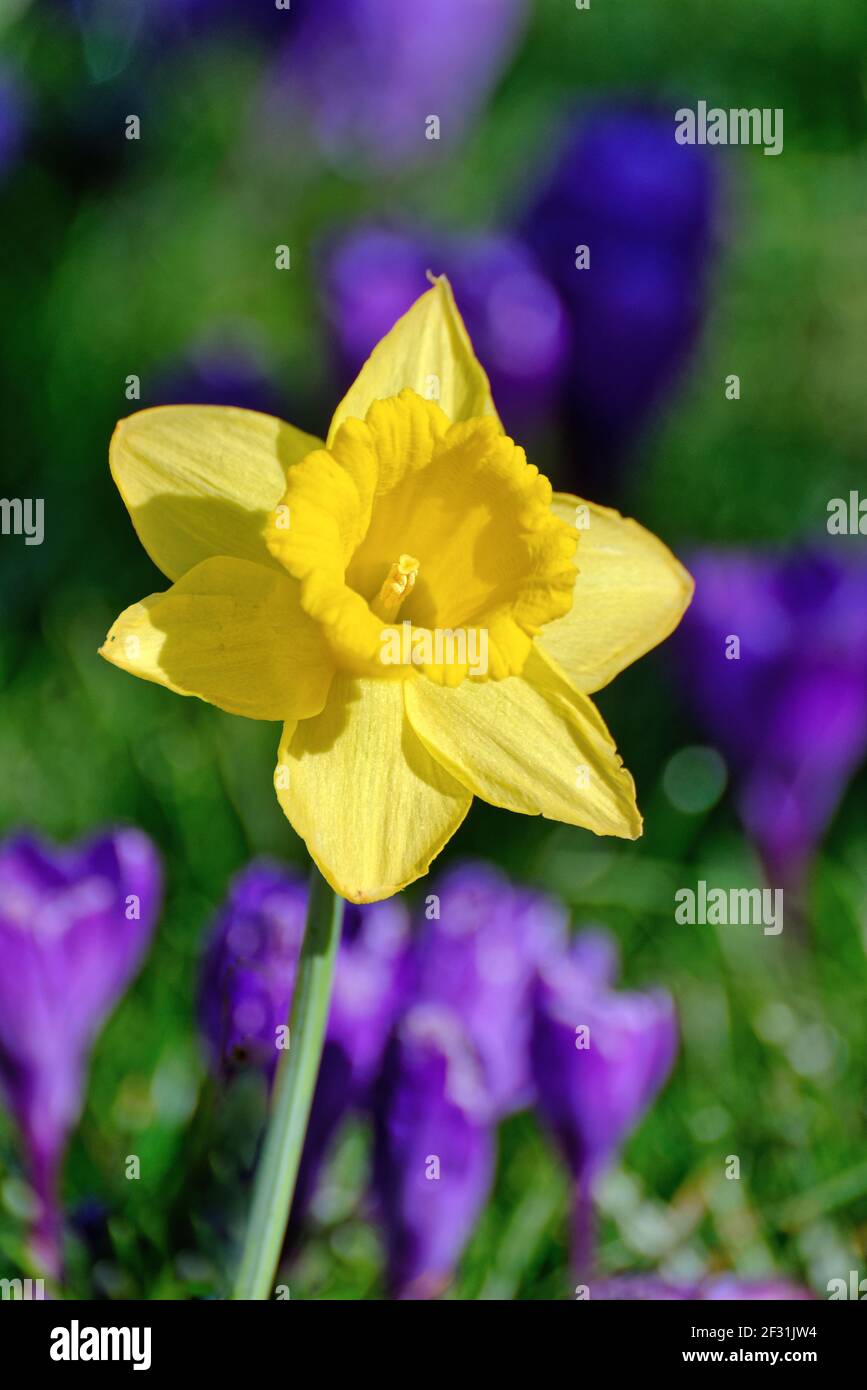Single daffodil flower hi-res stock photography and images - Alamy