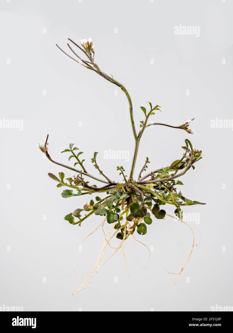 Whole plant of a hairy foam herb with leaves, flowers and roots against ...