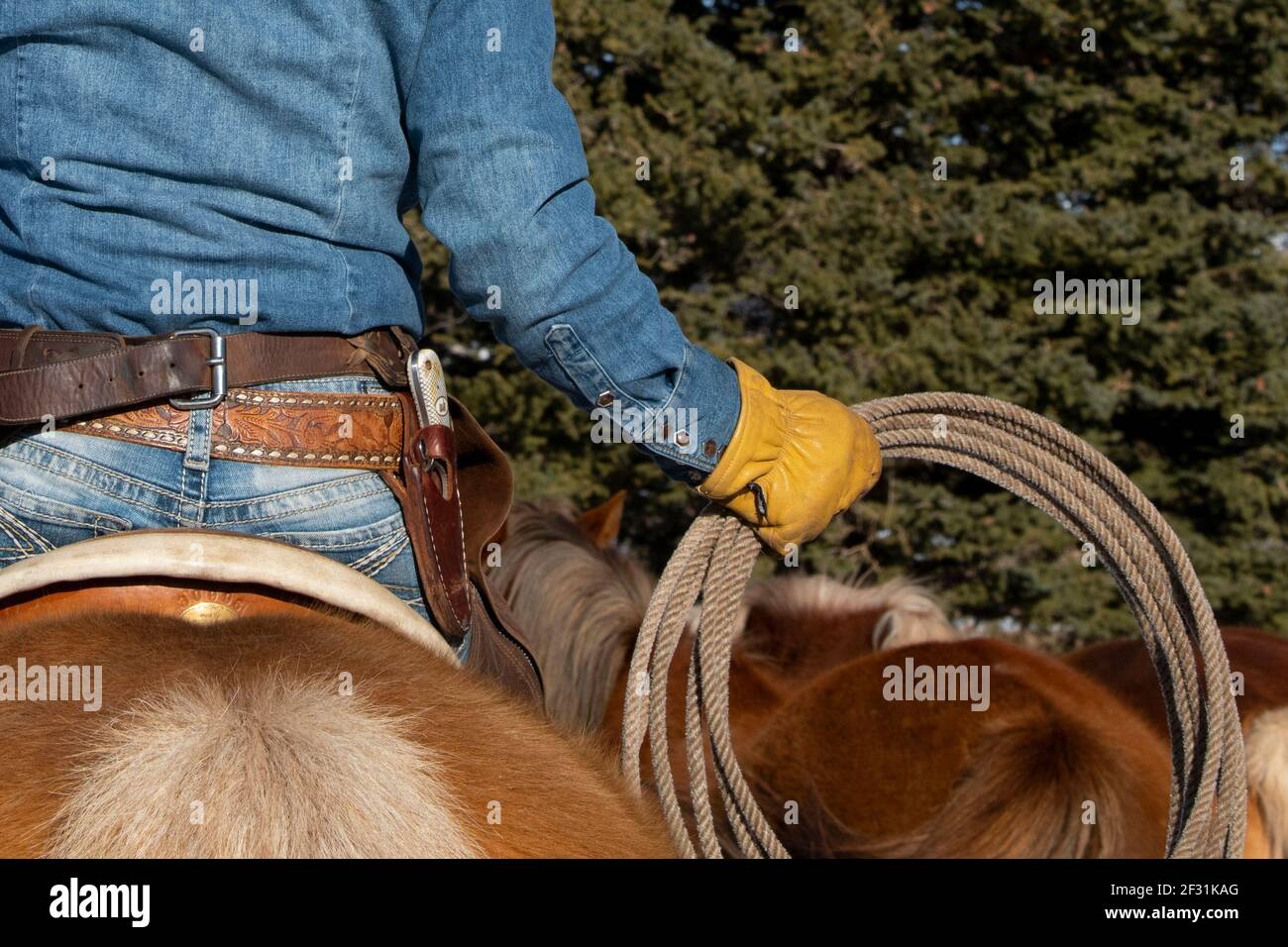 USA, Colorado, Custer County, Westcliffe, Music Meadows Ranch. Female ...
