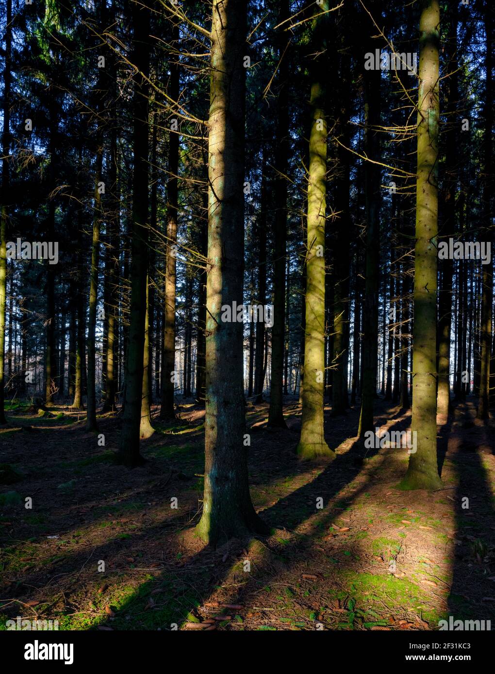 Morning light picture hi-res stock photography and images - Alamy