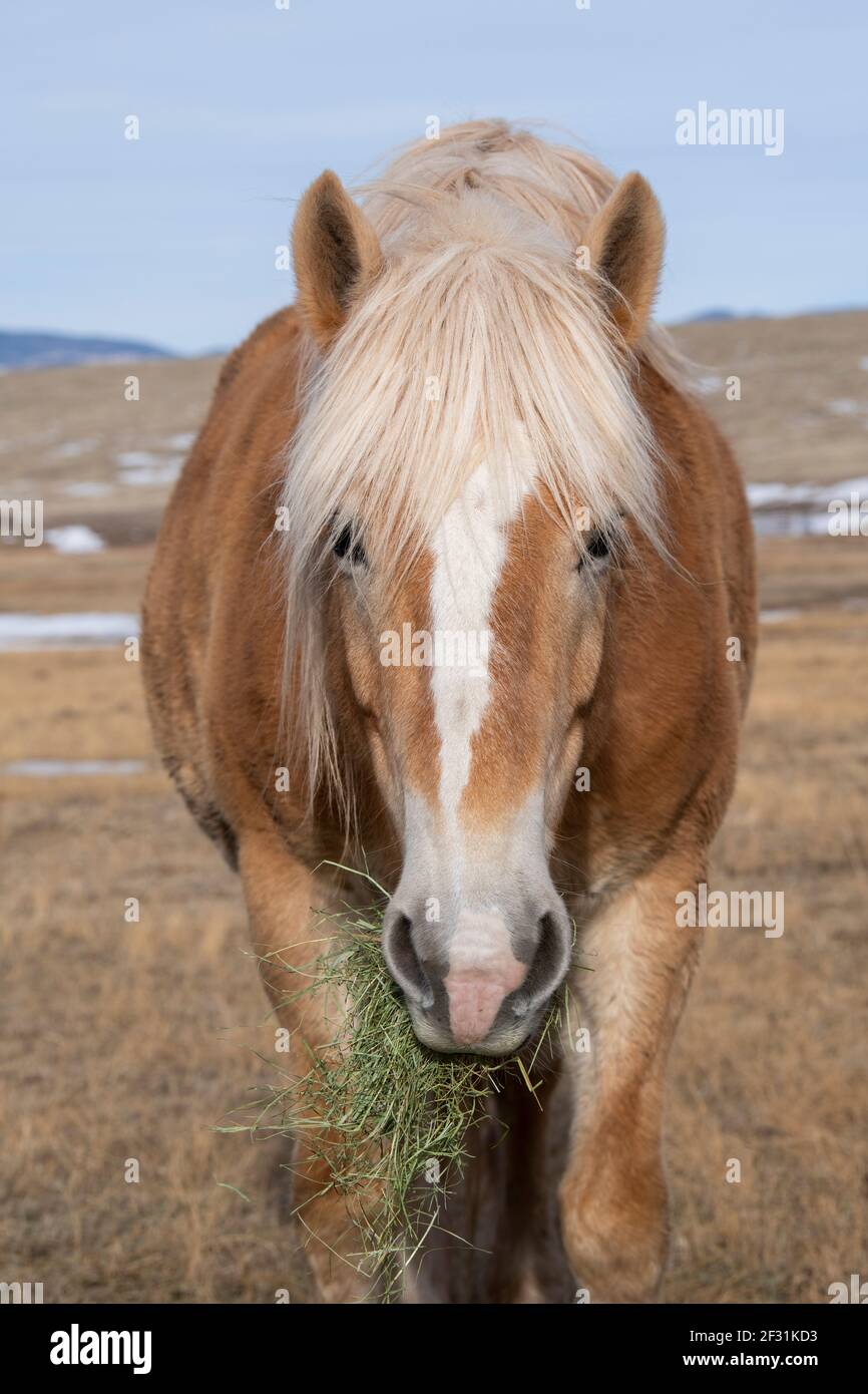USA, Colorado, Custer County, Westcliffe, Music Meadows Ranch. Draft ...