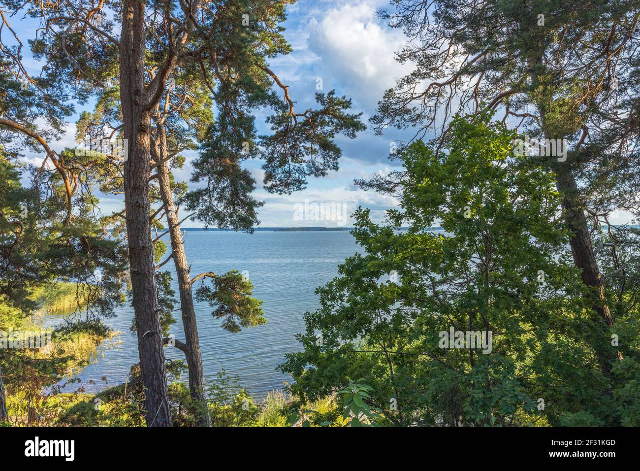 Beautiful landscape view of Baltic sea through pine trees. Sea shore ...