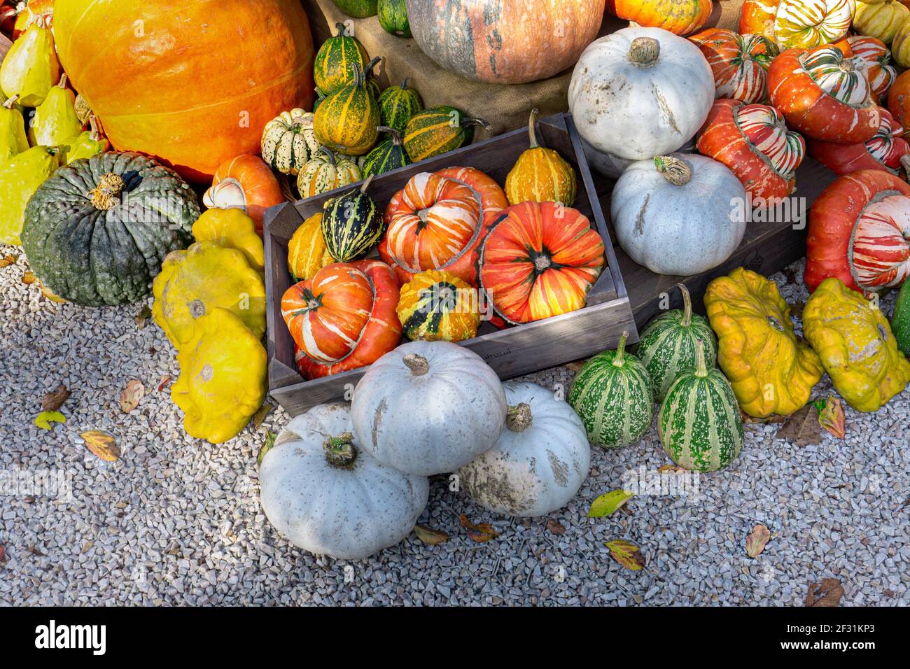 English Squash organic varieties on display for sale outside at a ...