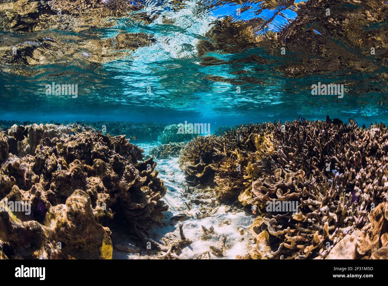 Underwater scene with corals and fish in tropical blue ocean Stock ...