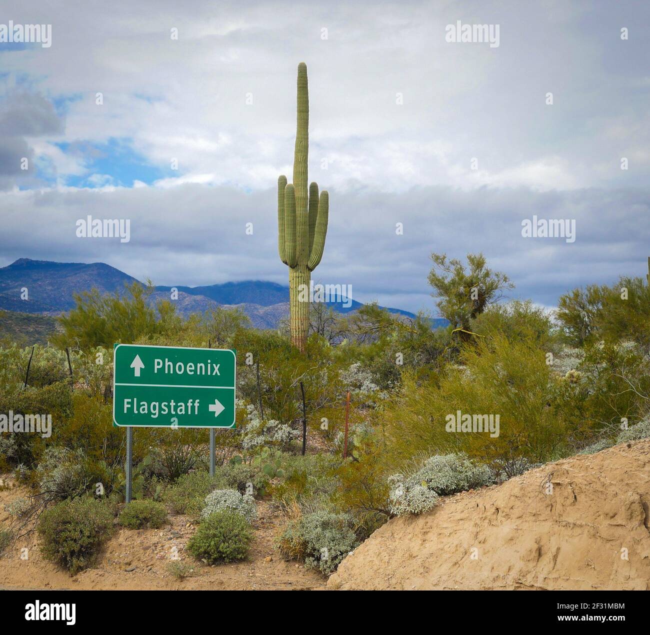 Saguaro Cactus with Phoenix and Flagstaff Arizona Signs Stock Photo - Alamy