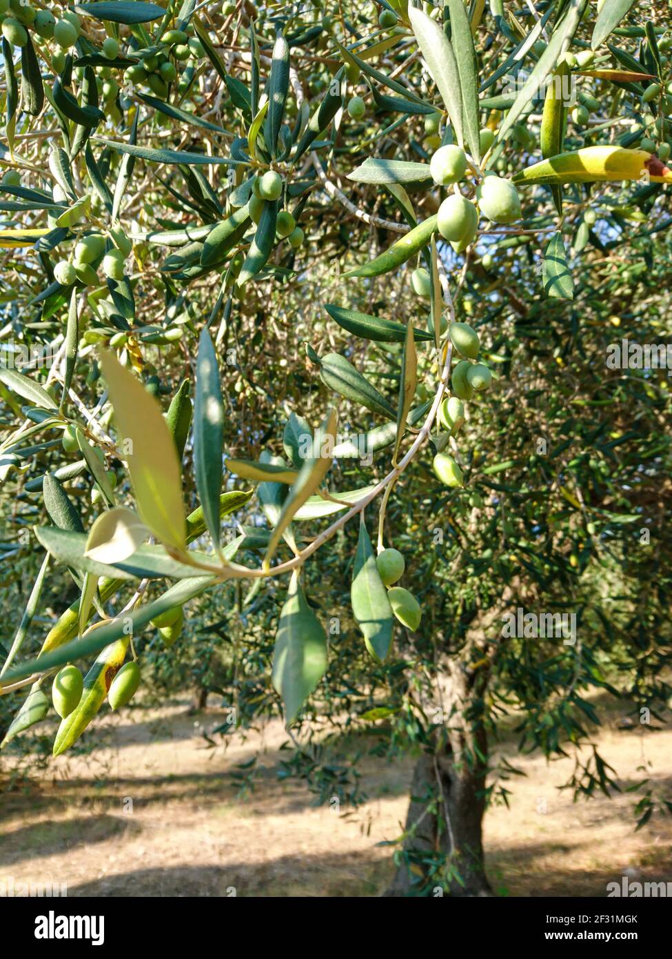 Growing Olive Tree High Resolution Stock Photography and Images - Alamy