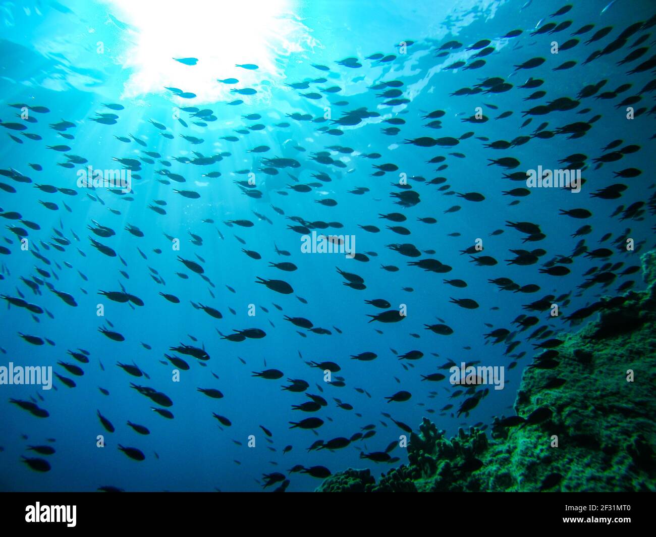 Underwater big group of black fish swimming in sun rays around rocks ...