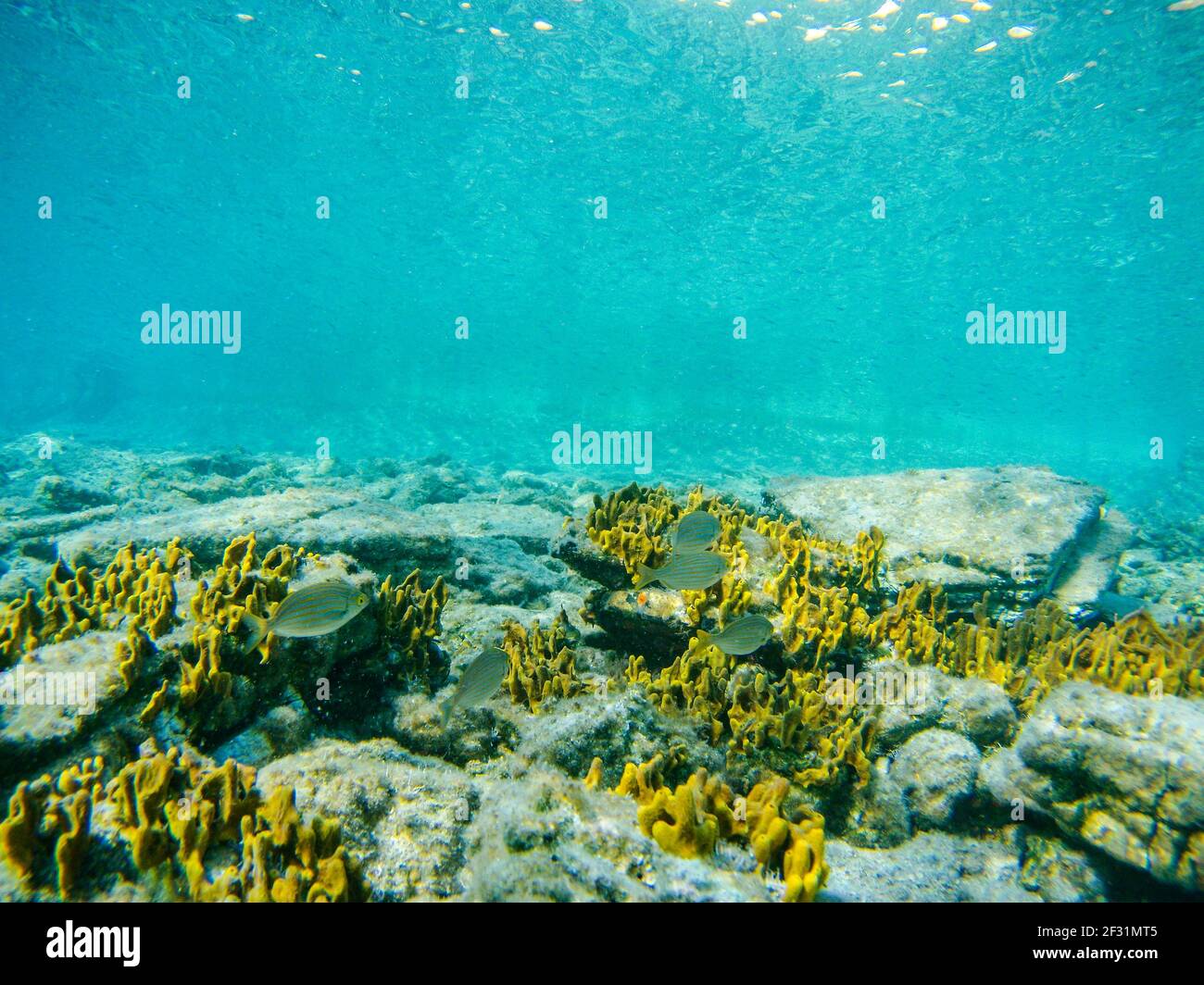 Underwater fish group swimming in rocks, yellow corals and seaweed in ...
