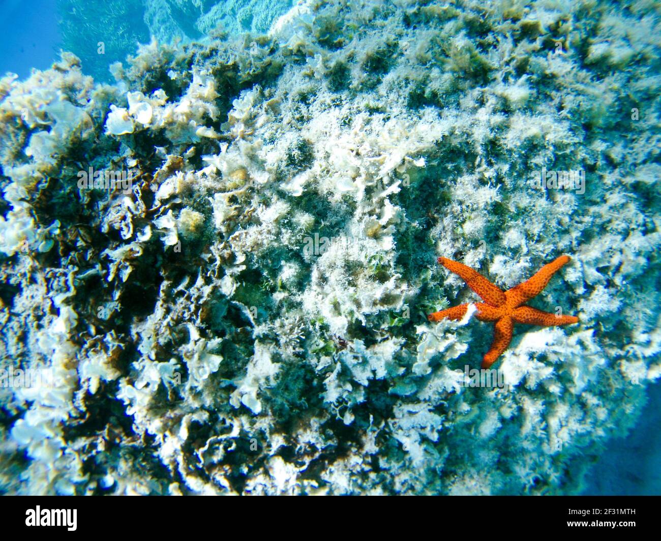 Scuba diving greece hi-res stock photography and images - Alamy