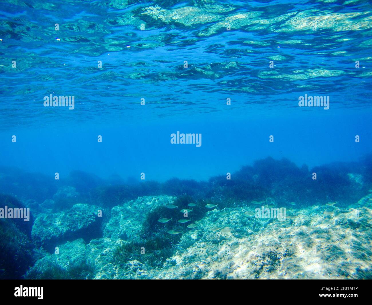 Ionian sea fish hi-res stock photography and images - Alamy