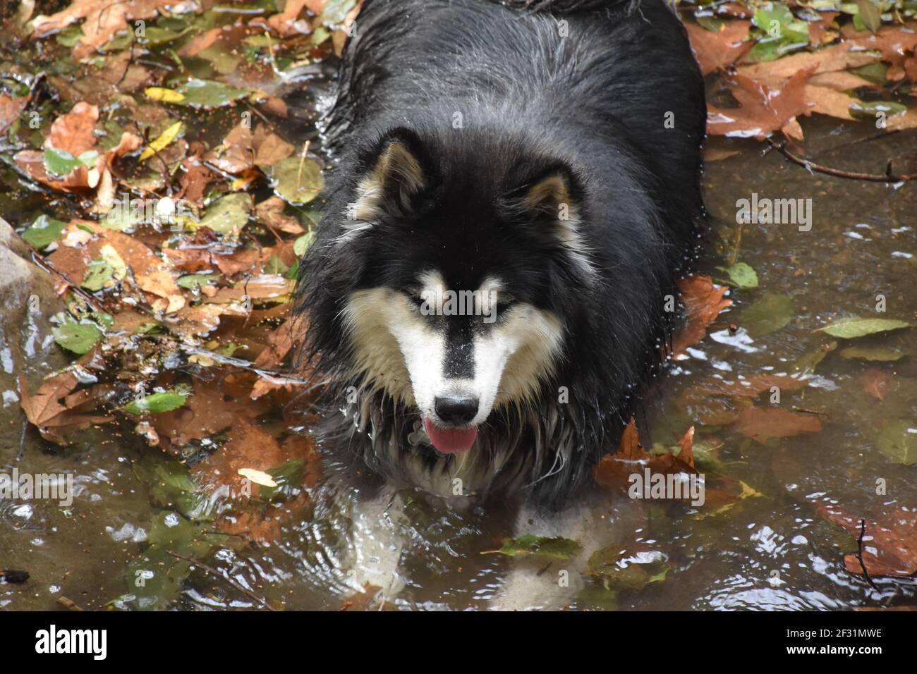 Alaskan malamute dog with fallen leaves in shallow water Stock Photo ...