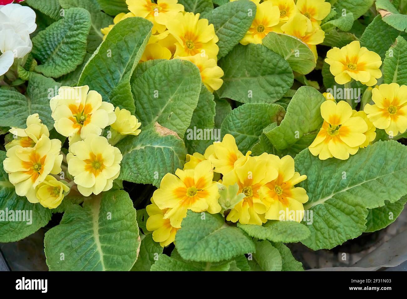 Flowers of yellow color, primrose ordinary top view Stock Photo - Alamy