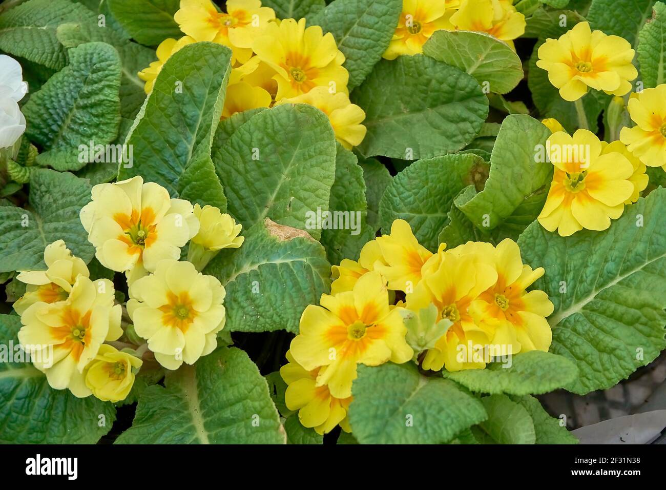 Flowers of yellow color, primrose ordinary top view Stock Photo - Alamy